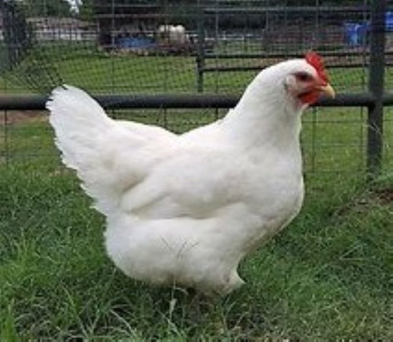 Baba G Farm – Baba G's Farm