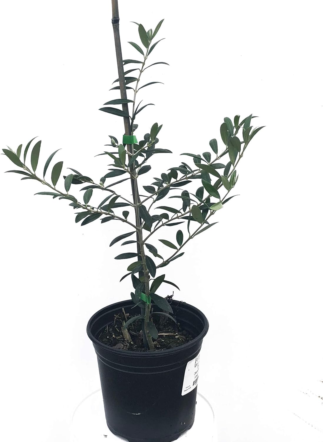 Baba G Farm – Baba G's Farm