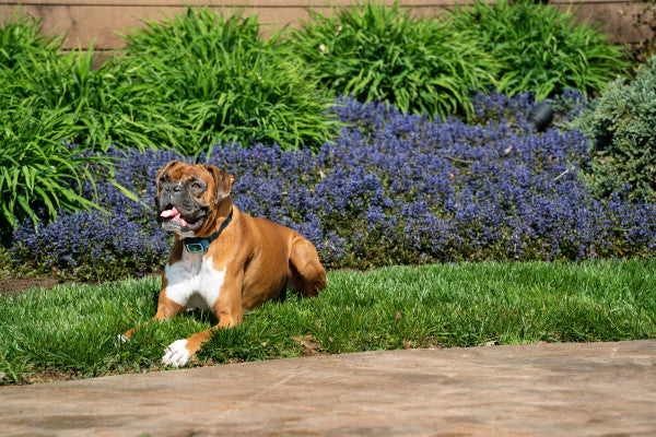 PetSafe® Remote Spray Trainer – Baba G's Farm